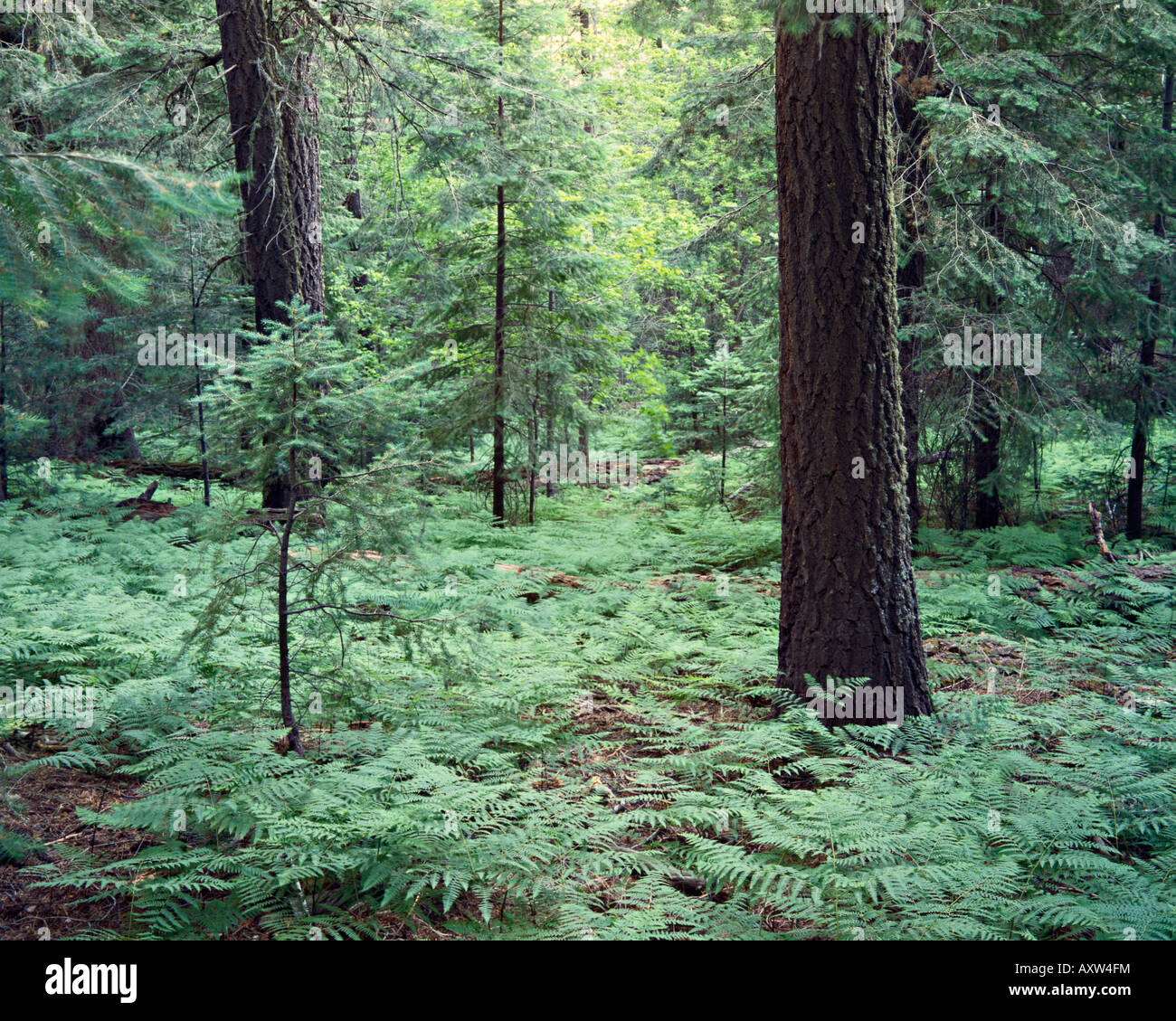 douglas-fir and ferns Stock Photo - Alamy
