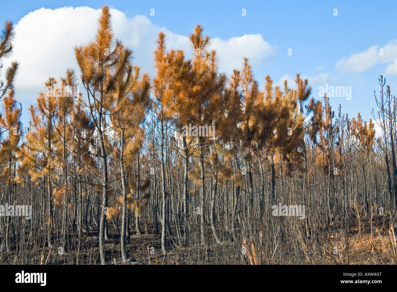 A burned out forest in Clay County, Florida, USA Stock Photo - Alamy