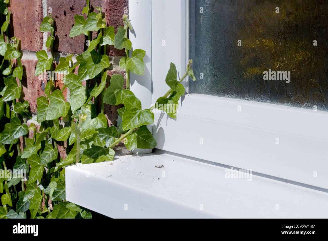 Ivy Growing Around Window High Resolution Stock Photography and Images ...