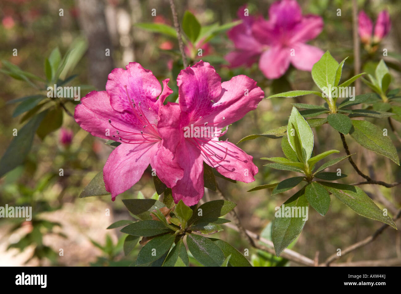 Pink azaleas (rhododendron), native to the Southern United States Stock ...
