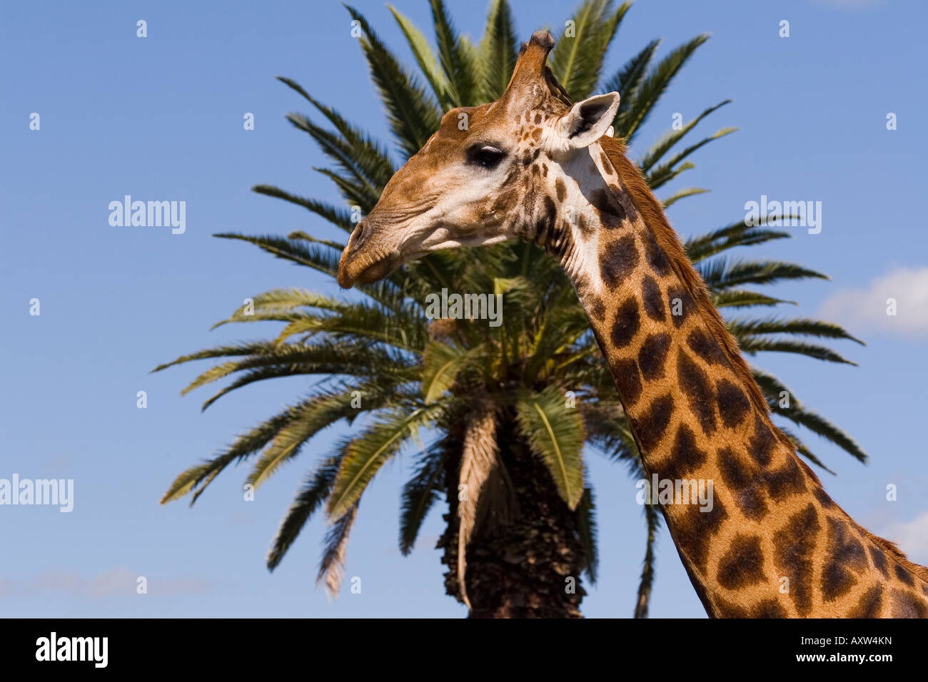 A giraffe against a palm tree background Giraffa camelopardalis Stock ...