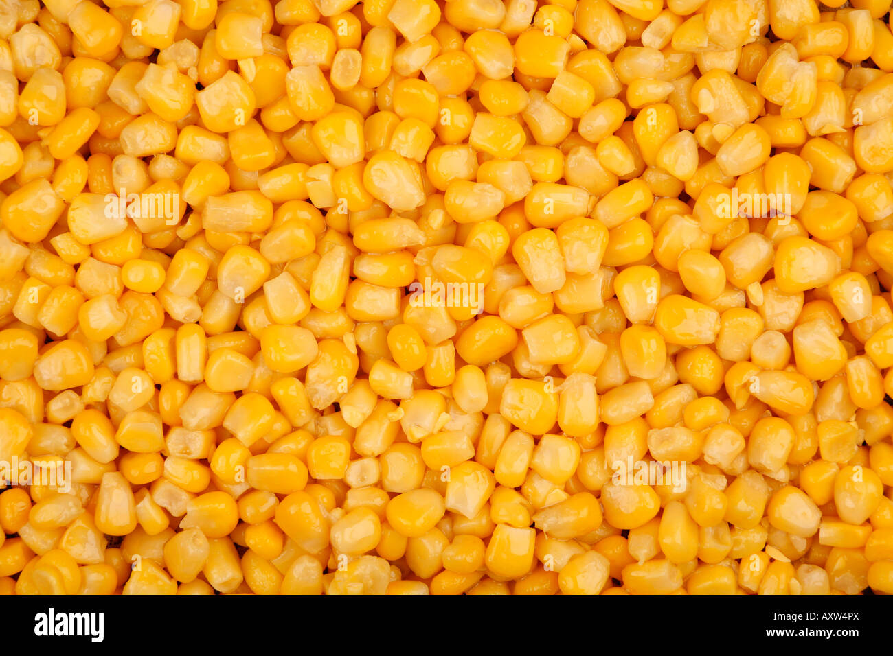 Full frame image of sweetcorn Stock Photo - Alamy