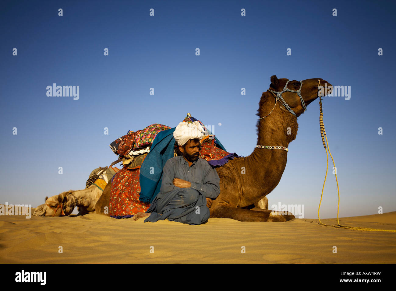 Dromedary arabian camel indian camel hi-res stock photography and ...