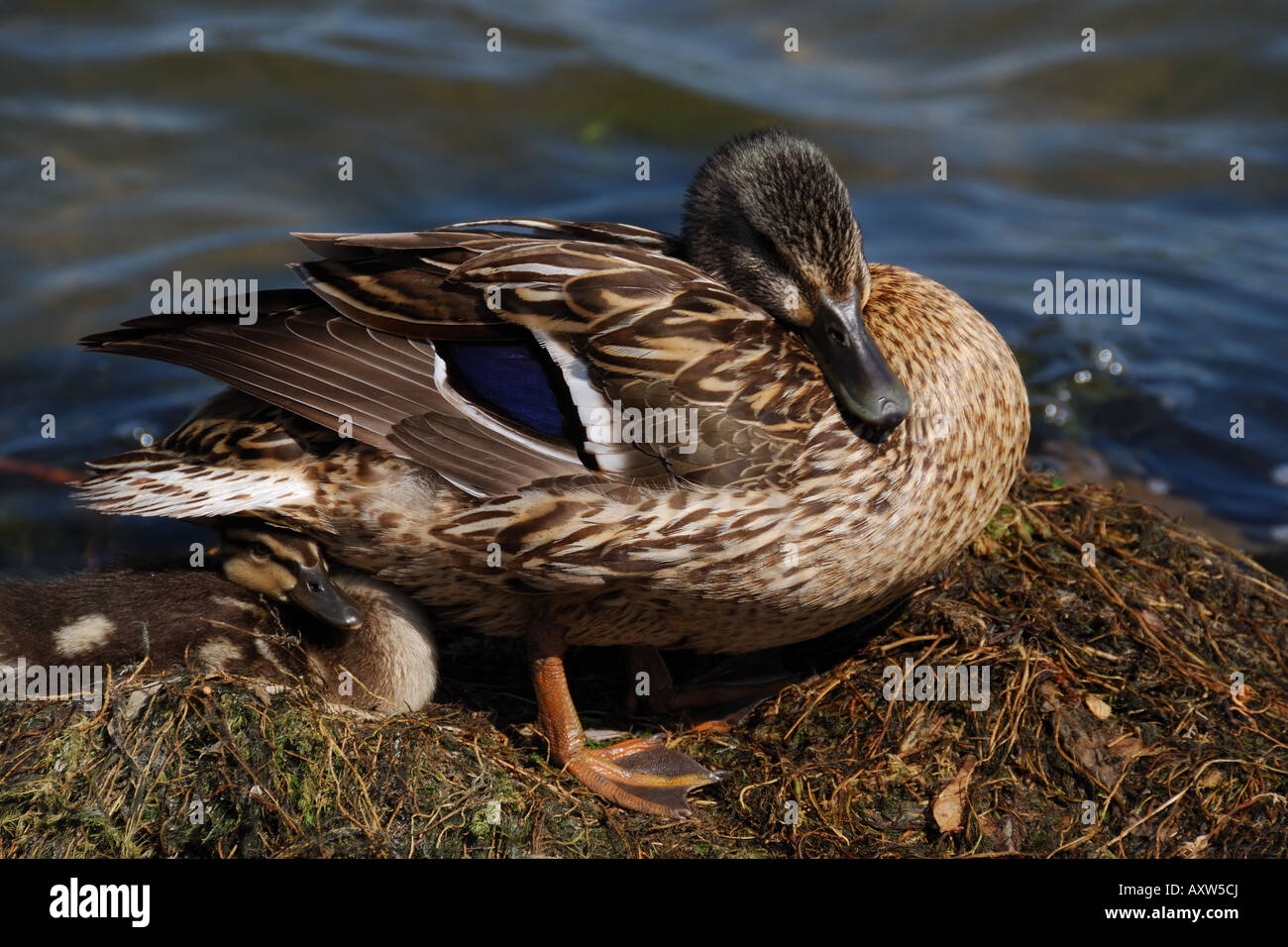 Duck with Duckling Stock Photo - Alamy