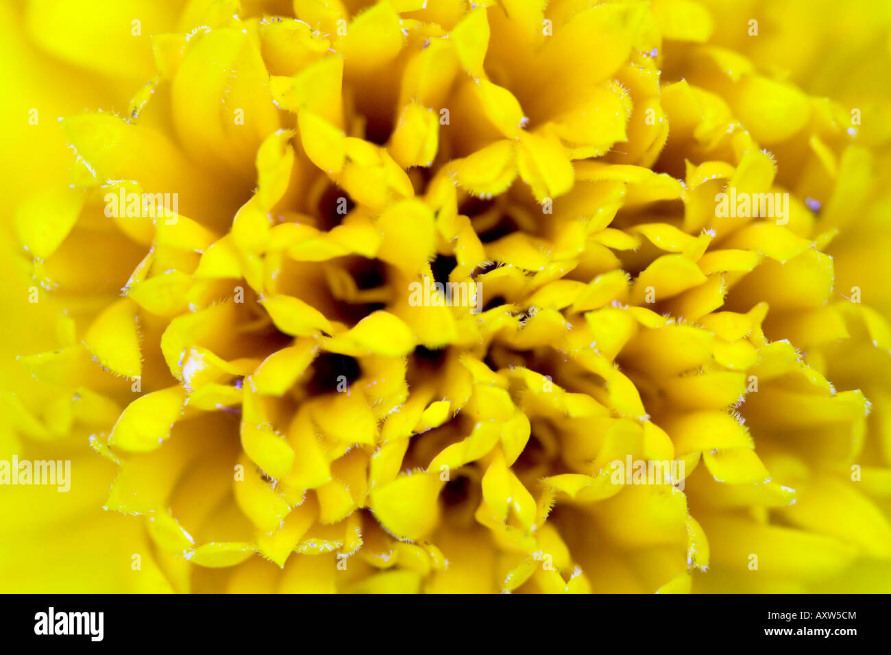 Bonanza gold hi-res stock photography and images - Alamy