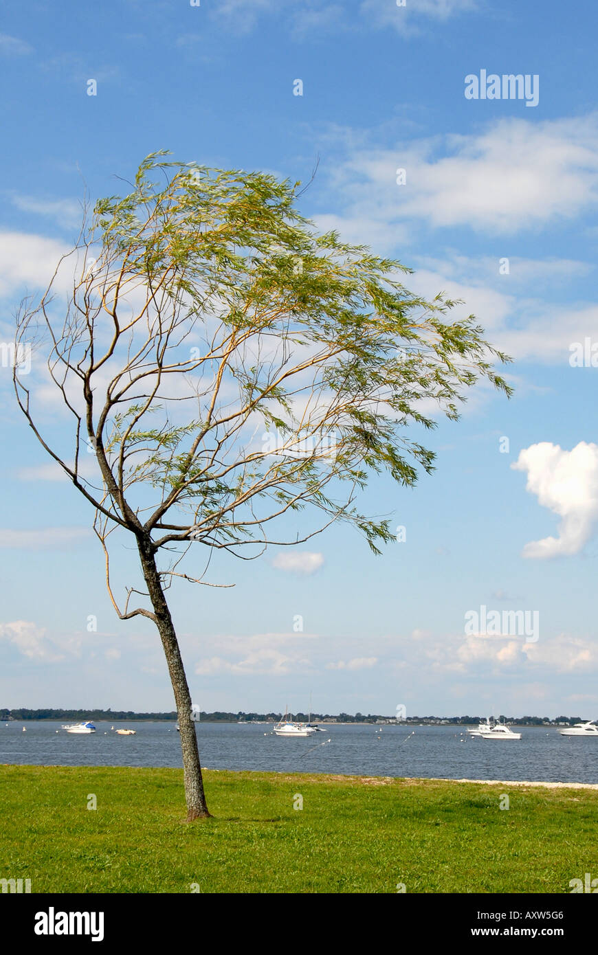 Slanted tree hi-res stock photography and images - Alamy