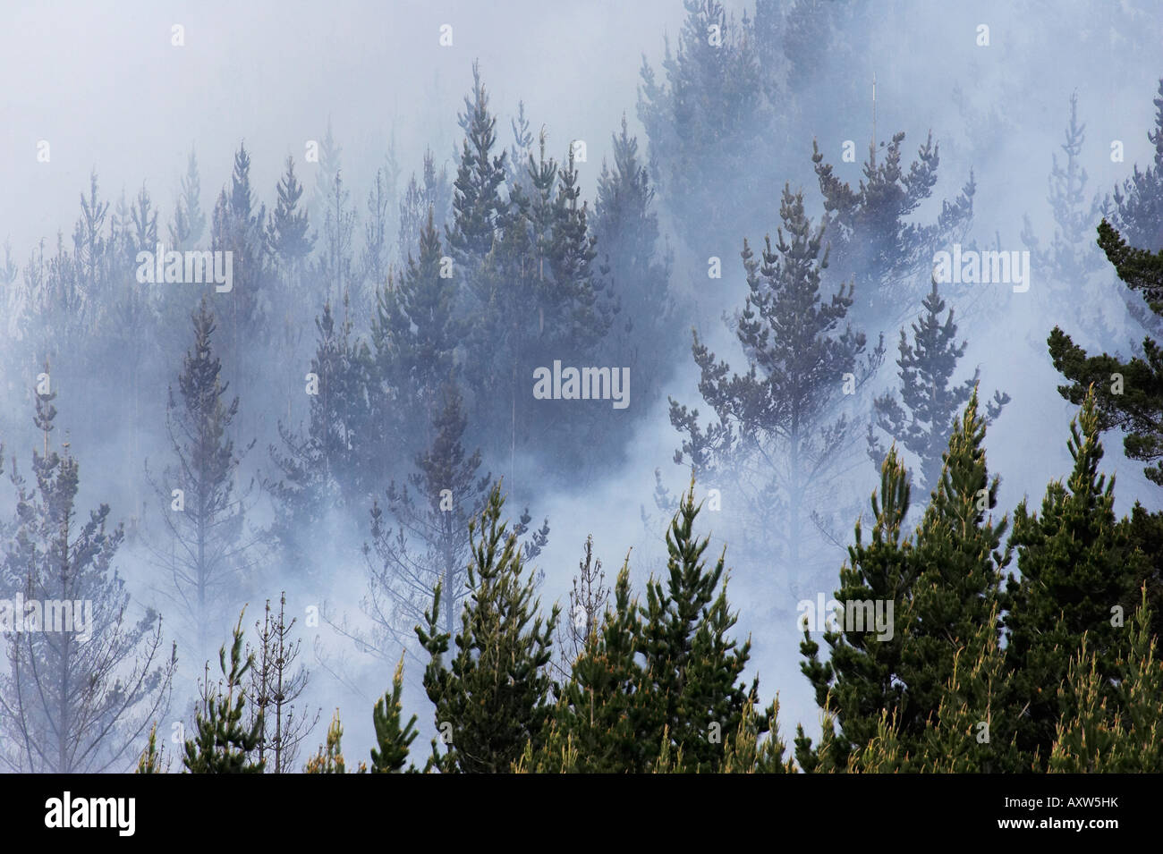 Forest Fire Dunedin South Island New Zealand Stock Photo - Alamy