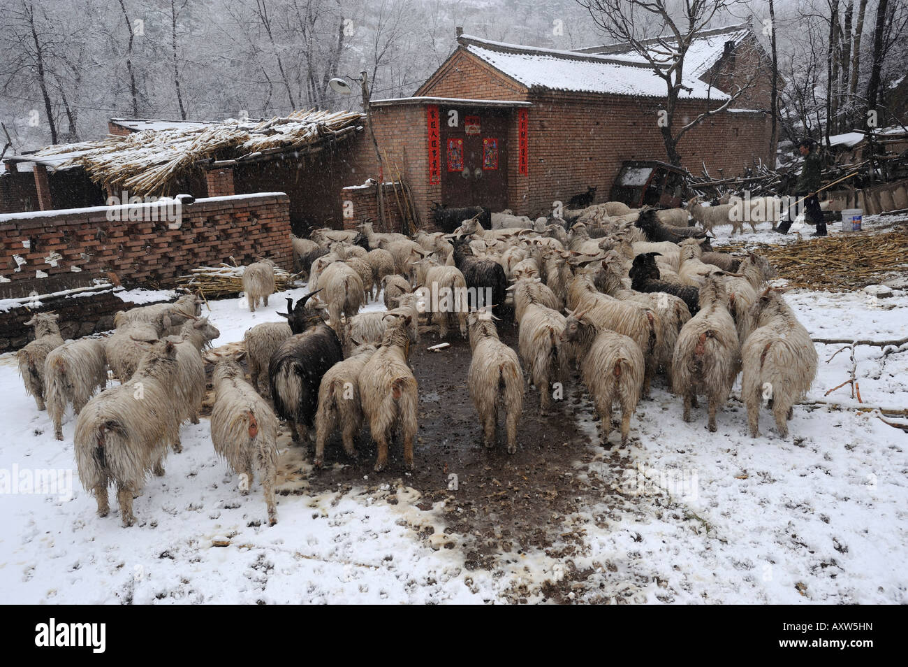Chinese farmer goats hi-res stock photography and images - Alamy