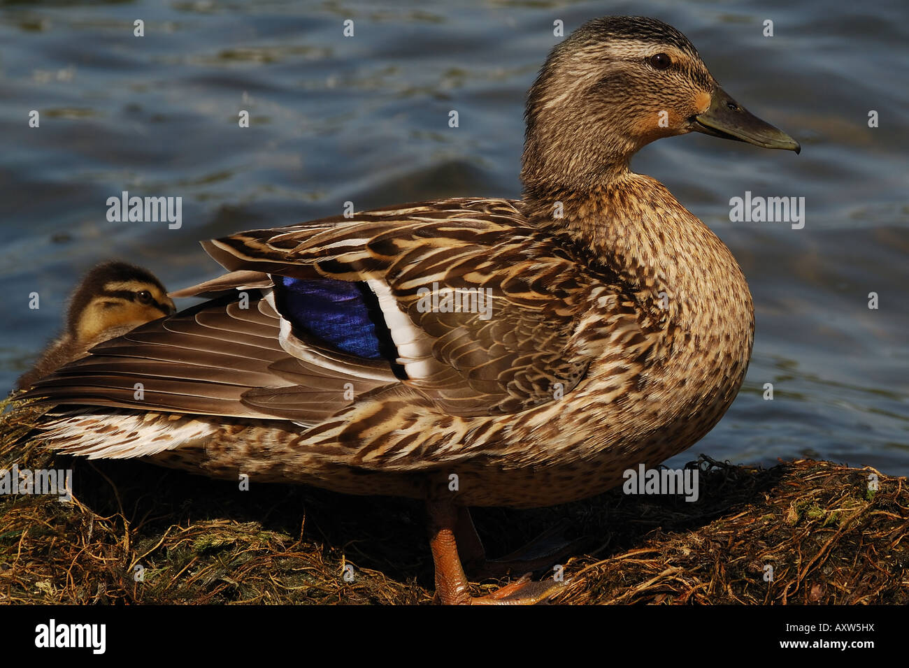 Duck and Duckling Stock Photo - Alamy