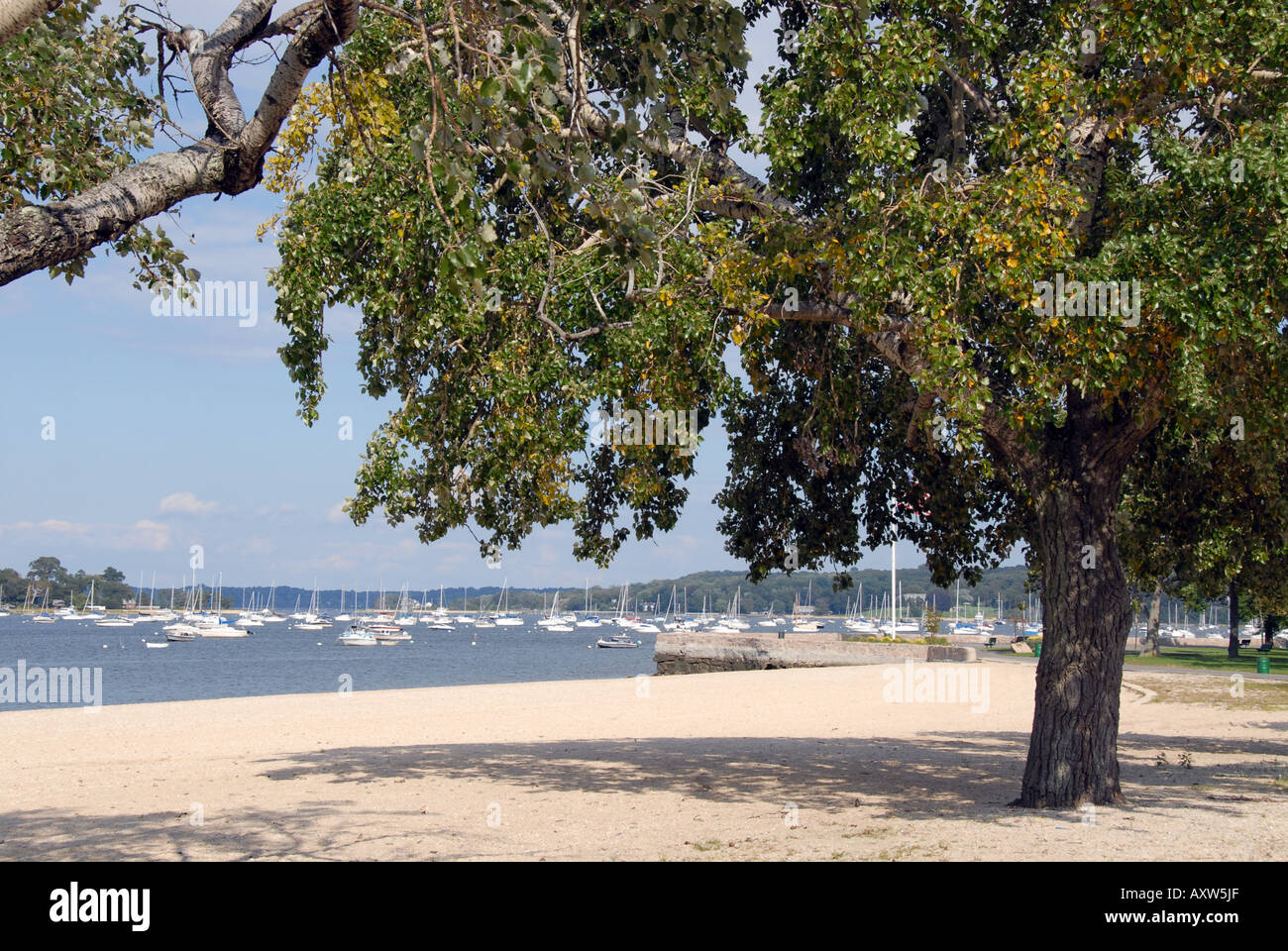 Harbor Through Tree Stock Photo - Alamy