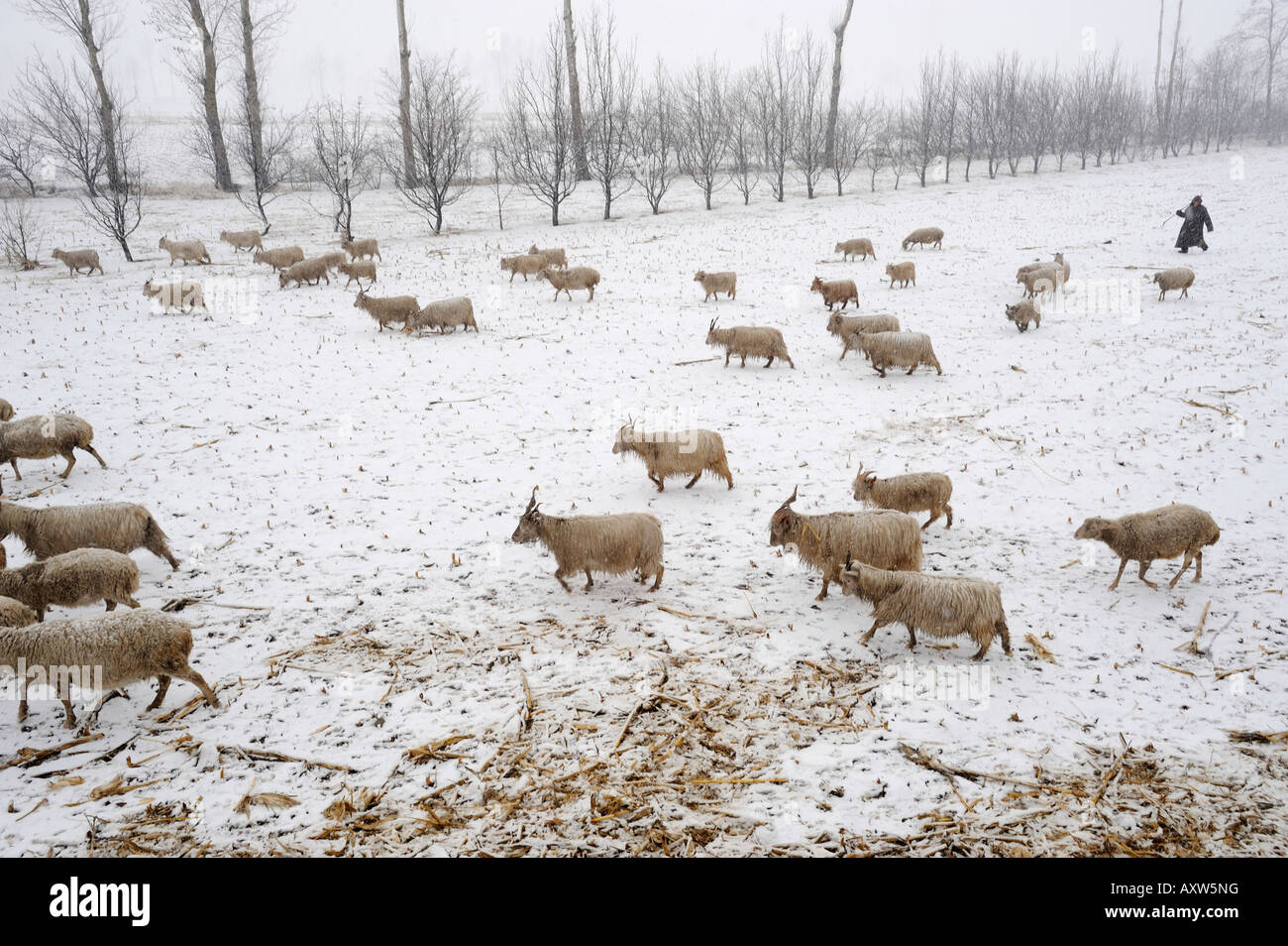 Rural china hi-res stock photography and images - Alamy