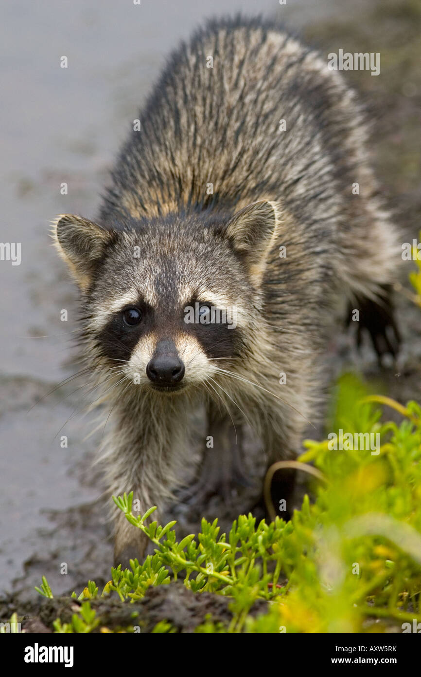 Usa florida everglades raccoon hi-res stock photography and images - Alamy