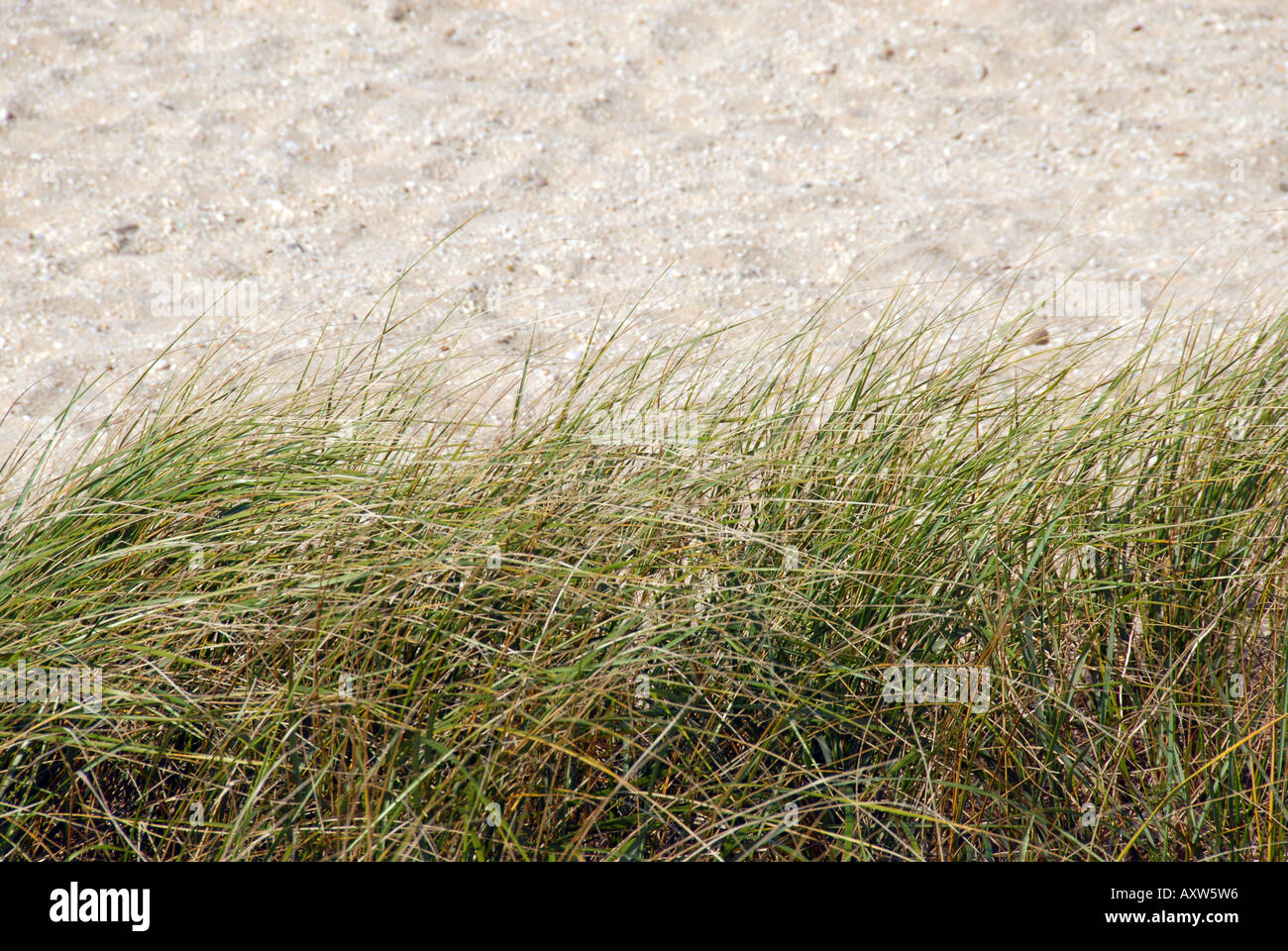 Beach Grass and Sand Stock Photo - Alamy