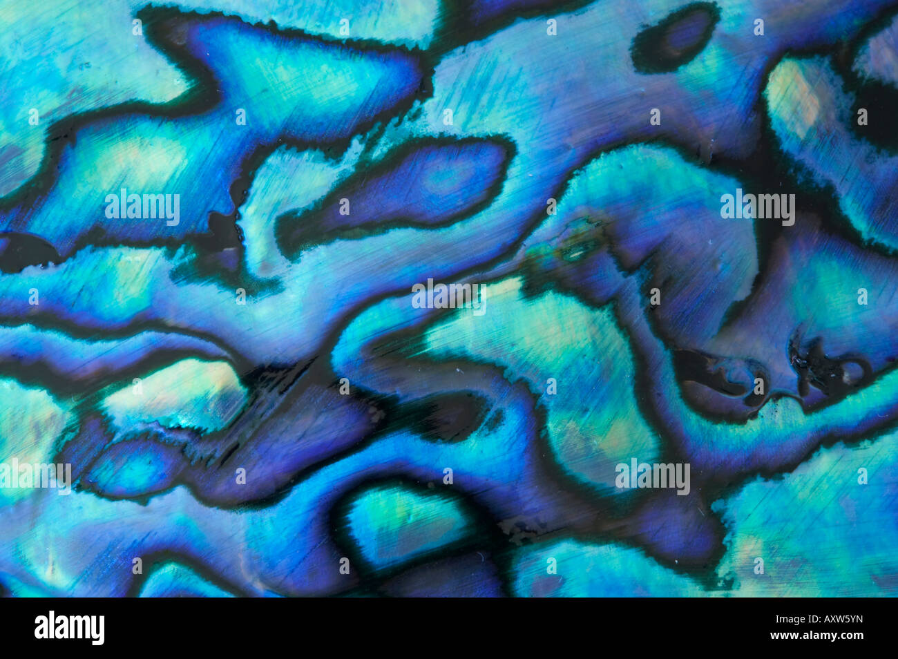 Paua Shell Abalone Stock Photo - Alamy