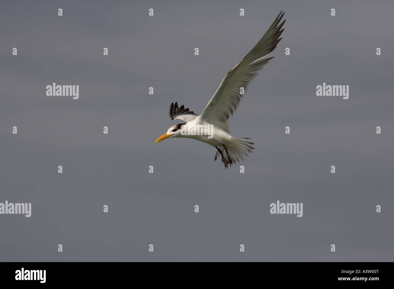 Royal Tern Sterna maxima in Flight Florida USA Stock Photo - Alamy