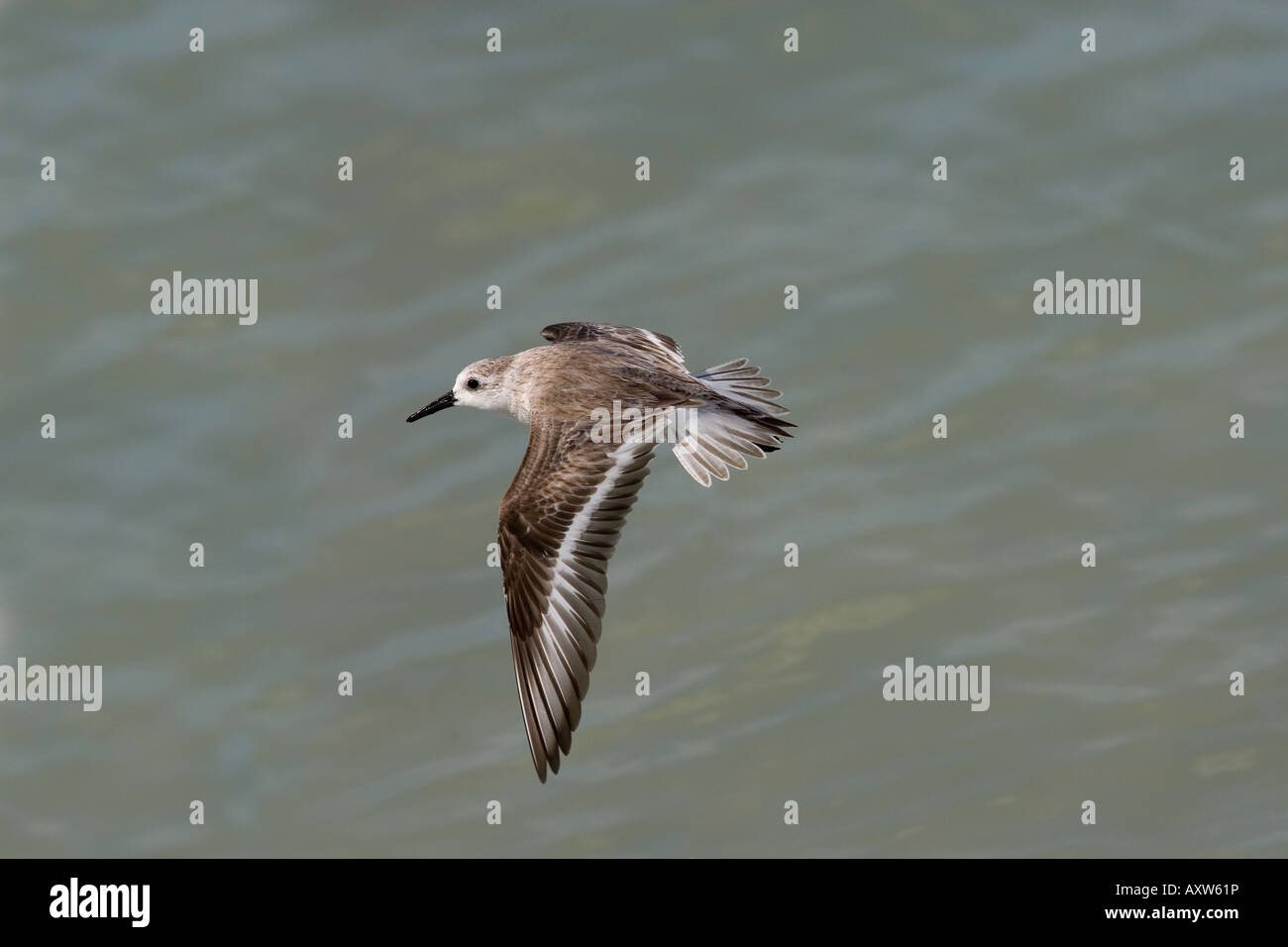 Sanderling Calidris alba Flying Stock Photo - Alamy