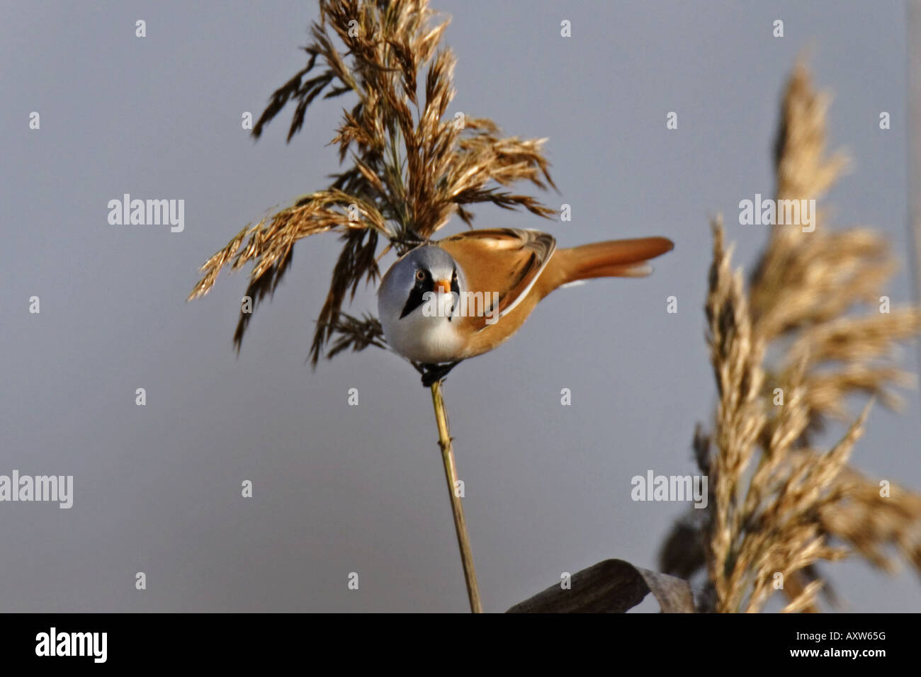 Bartmeise Panurus biarmicus Timaliidae male Stock Photo - Alamy