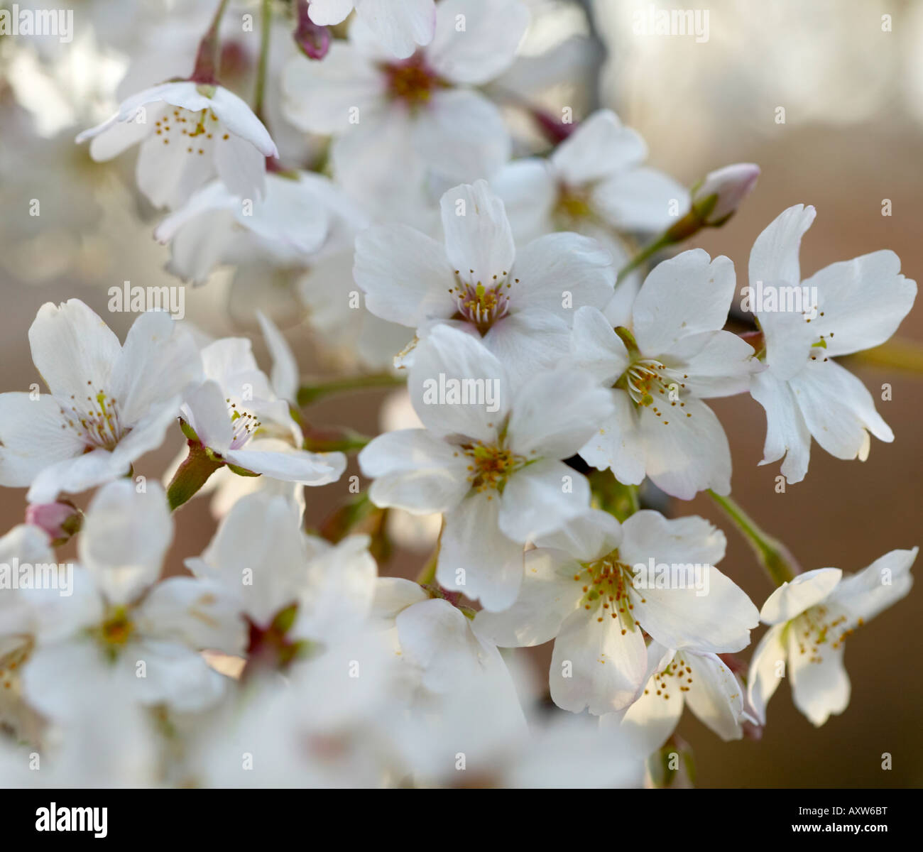 White Cherry Blossom at SHINJUKU GYOEN NATIONAL GARDEN, TOKYO, JAPAN ...
