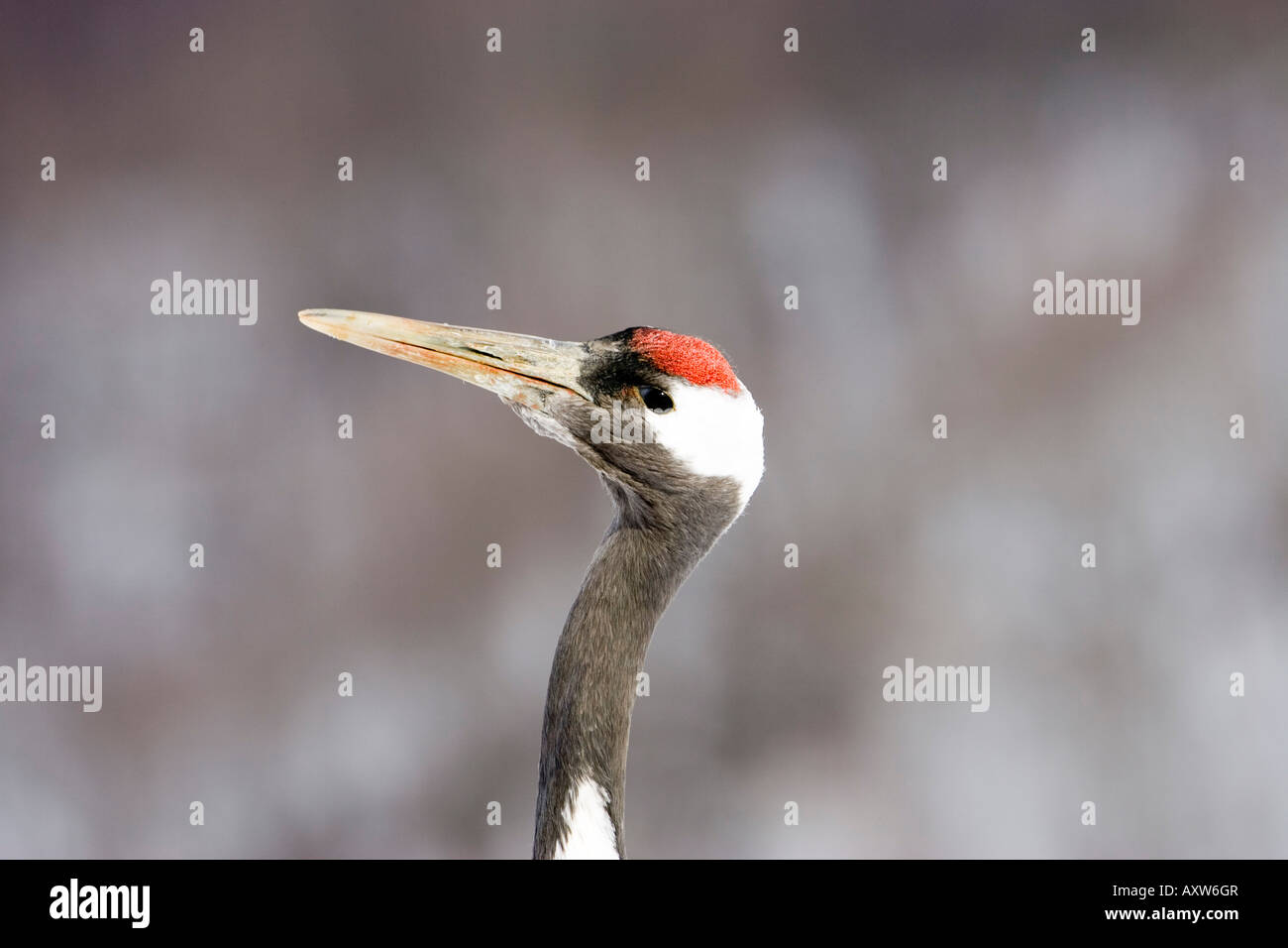 Japanese red crowned crane tancho dancing on snow Stock Photo - Alamy