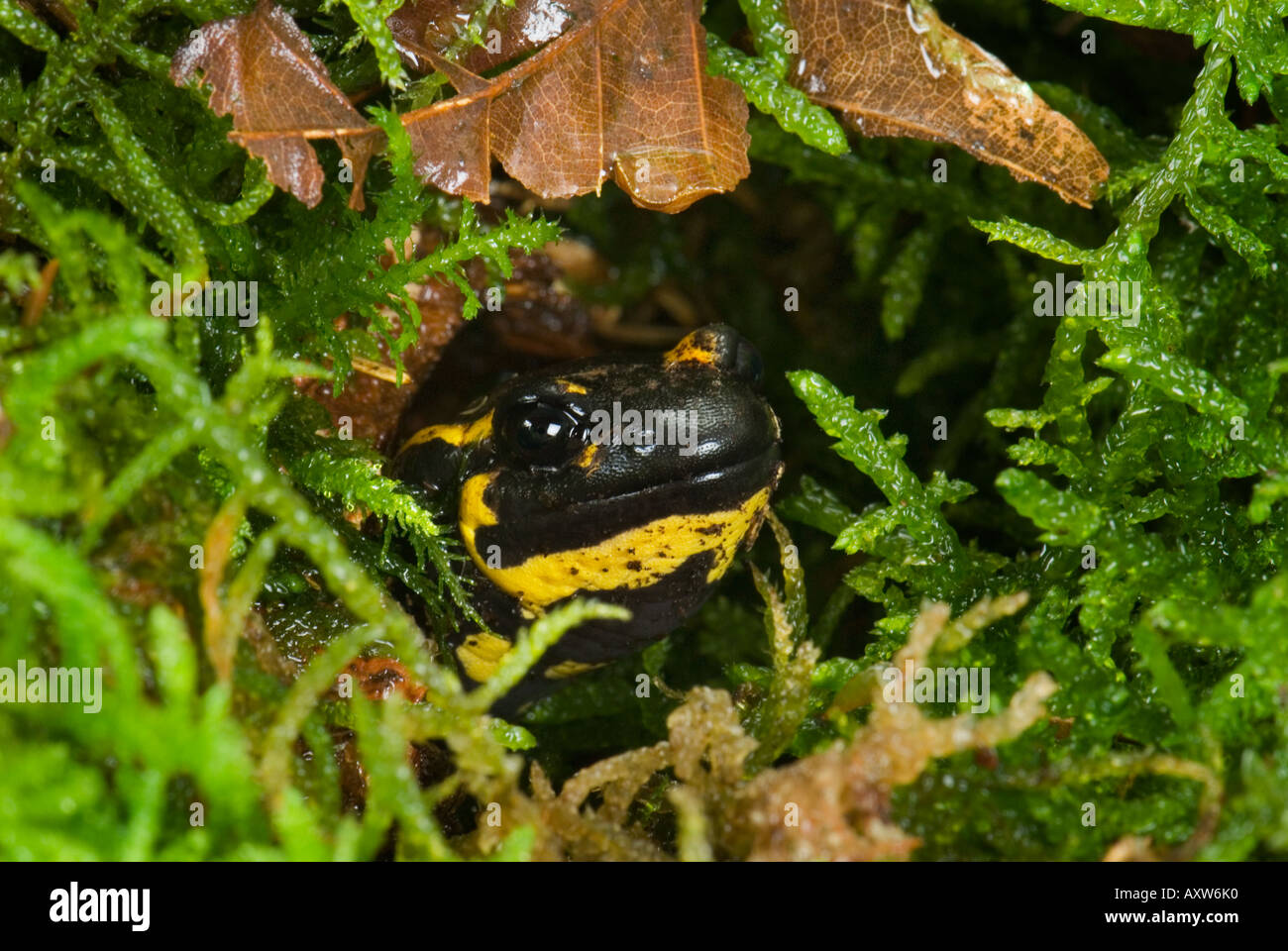 Black hole looks hi-res stock photography and images - Alamy