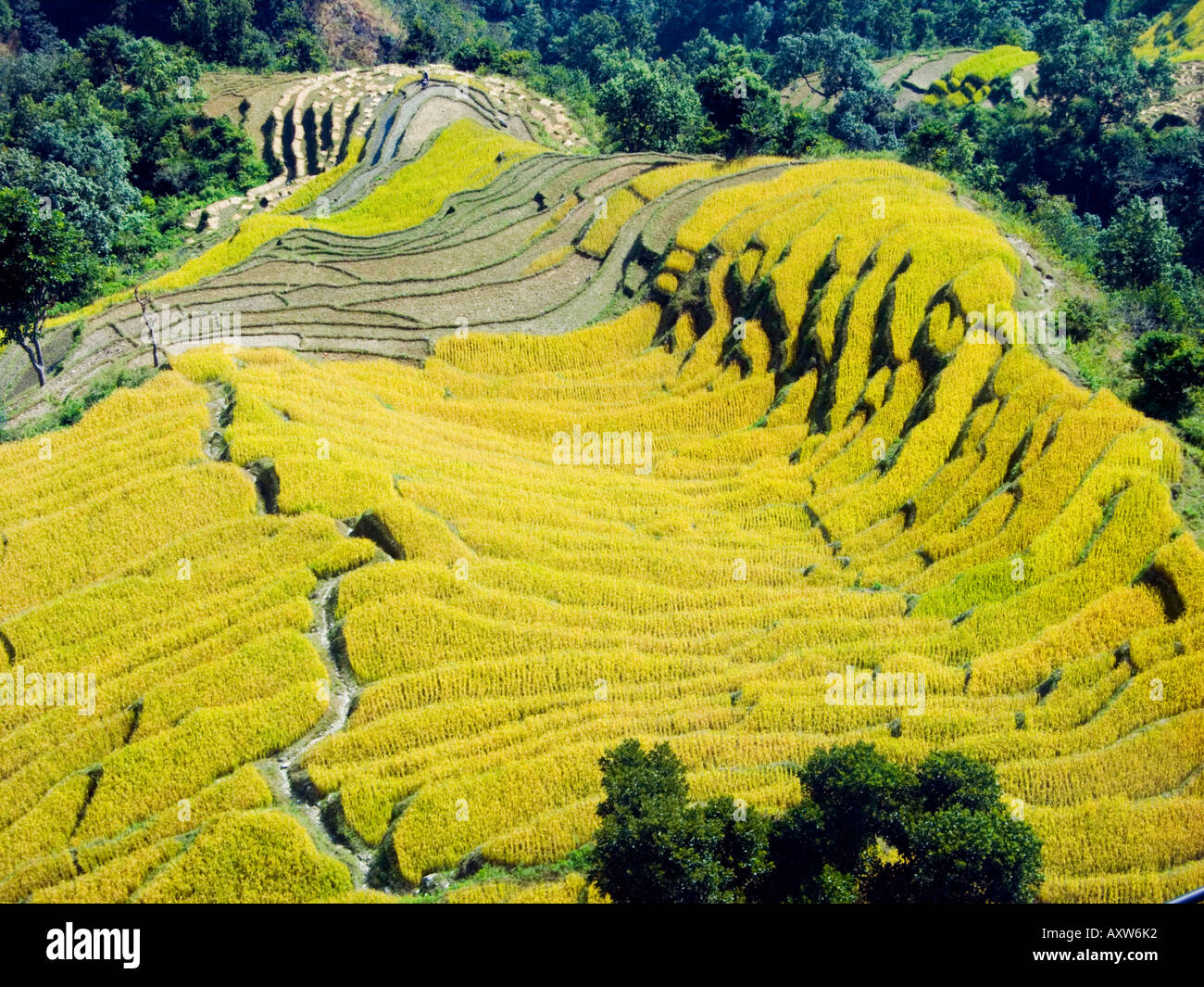 landscape terrace field at Manakamana Katmandu Kathmandu region valley ...