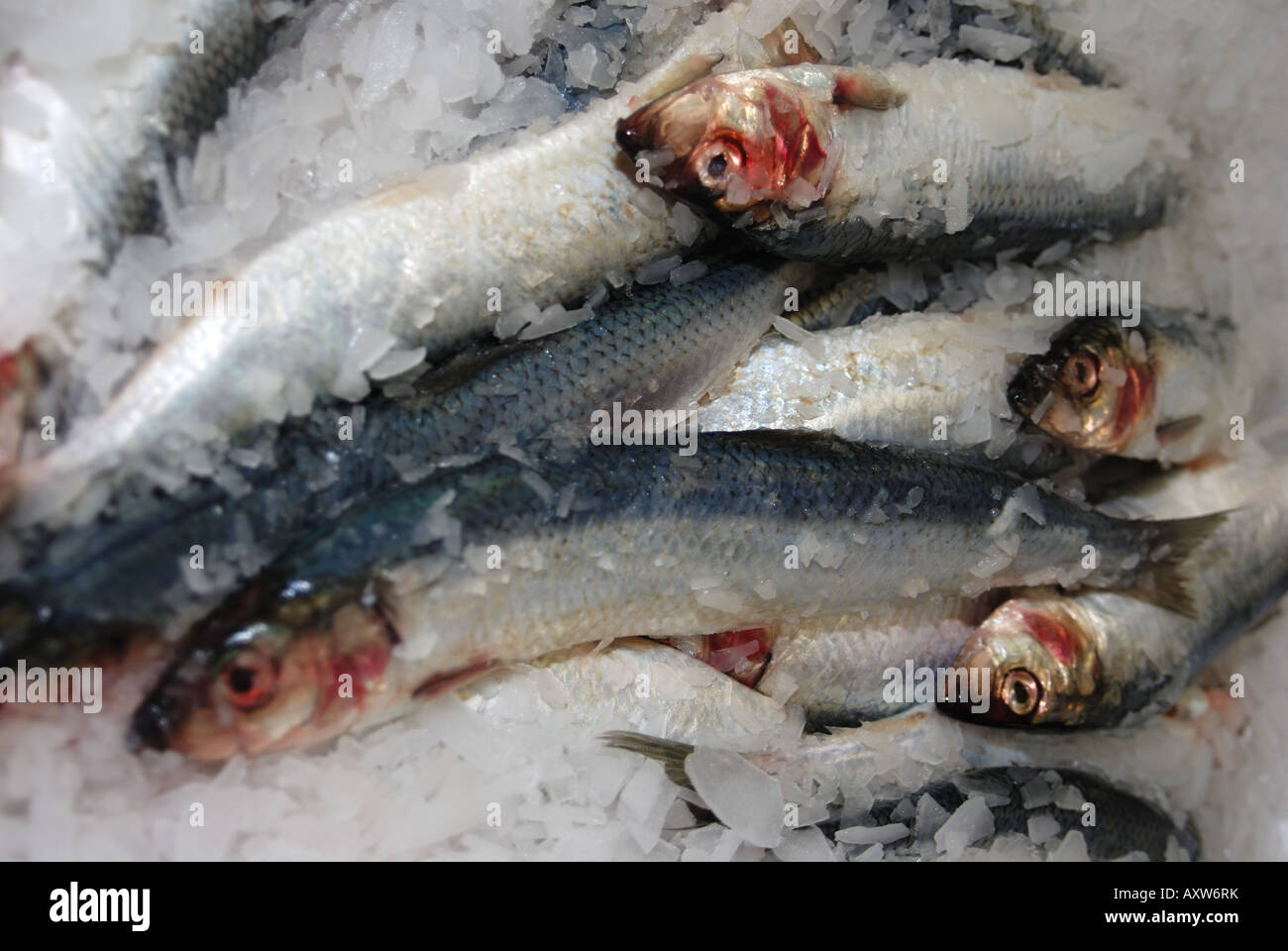 fresh herring ready for the table Stock Photo - Alamy
