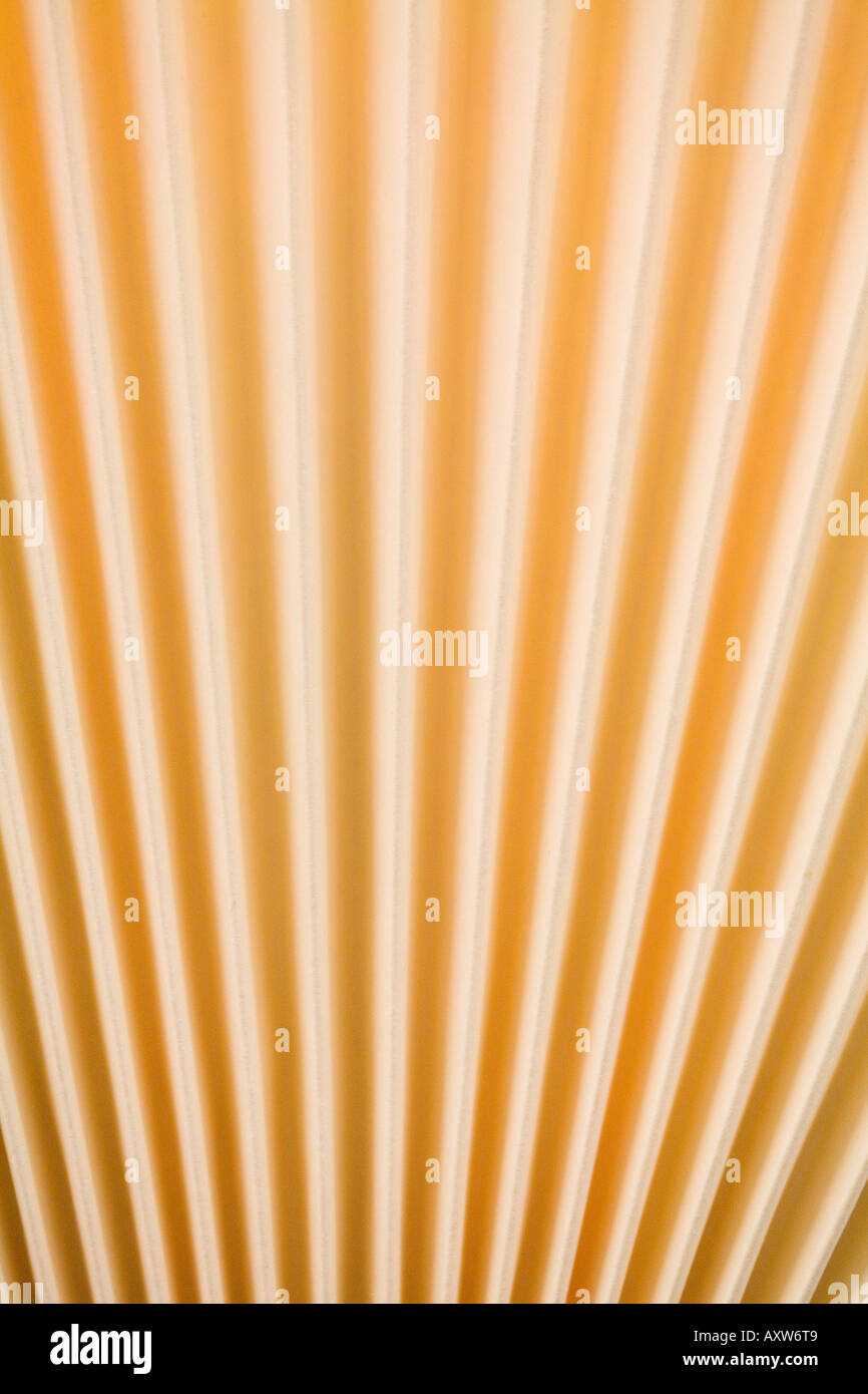 Concertina shape hi-res stock photography and images - Alamy