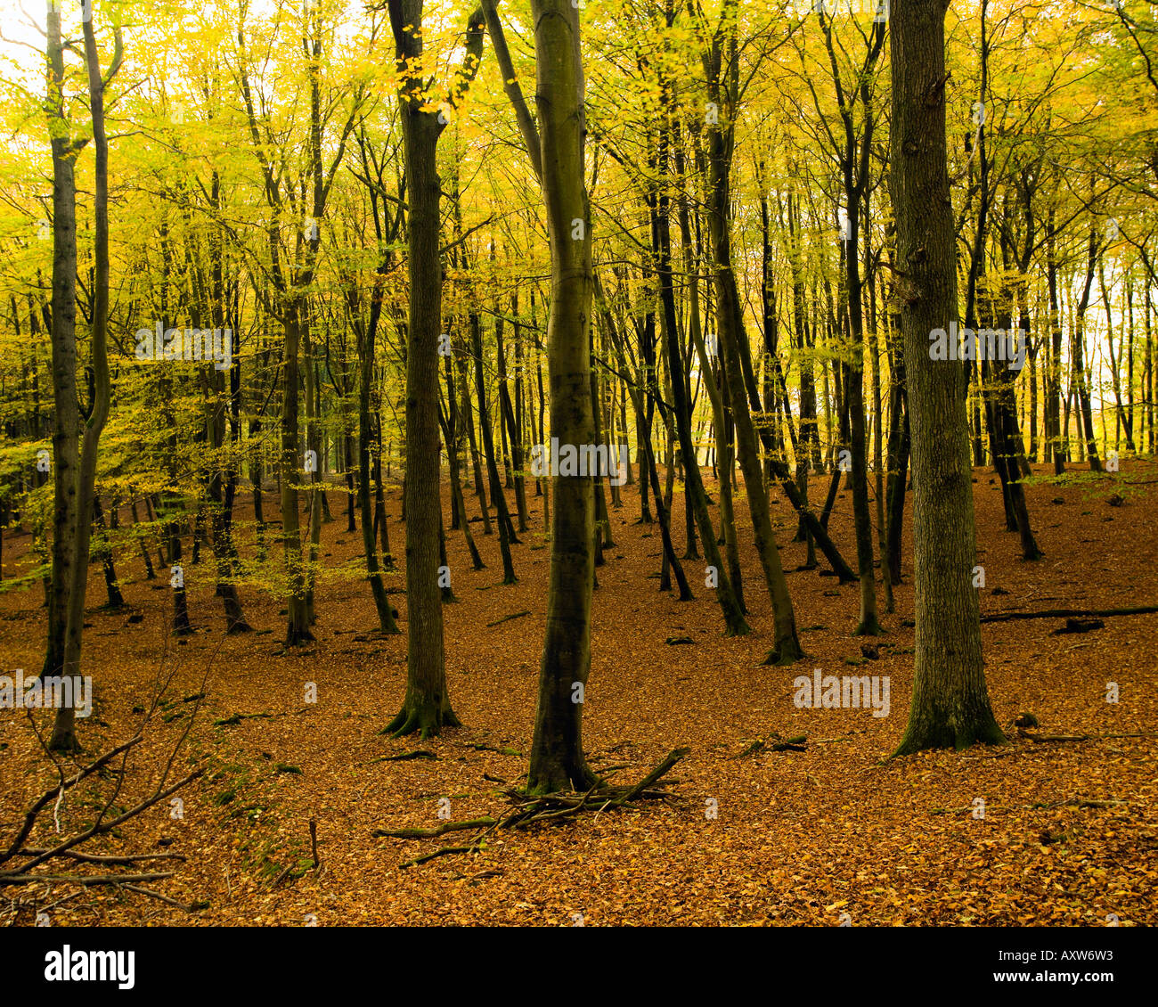 Fritham, hampshire hi-res stock photography and images - Alamy