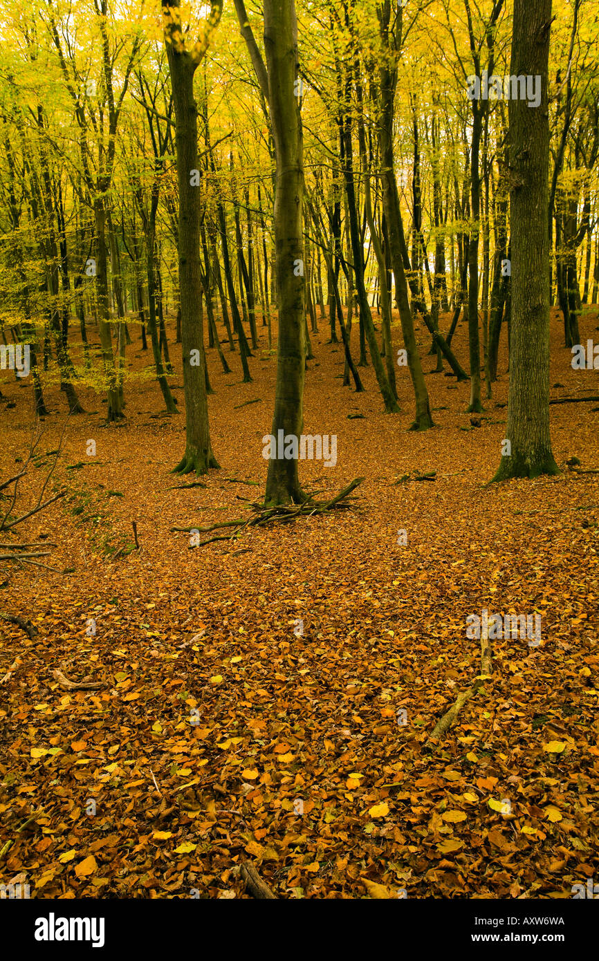 Eyeworth Wood Fritham New Forest Hampshire UK Stock Photo - Alamy