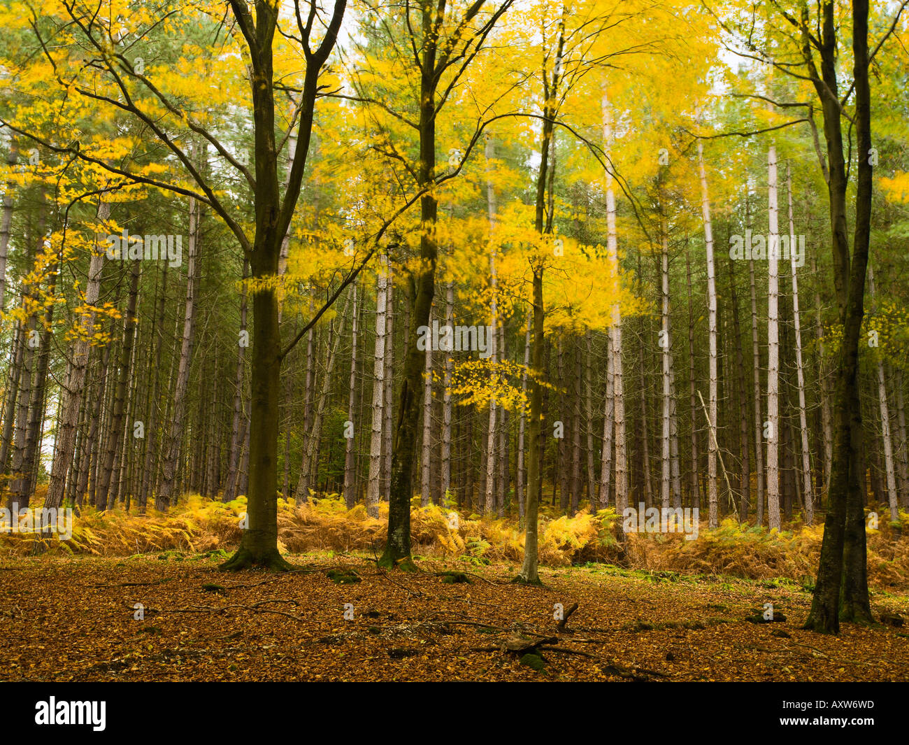 Fritham, hampshire hi-res stock photography and images - Alamy