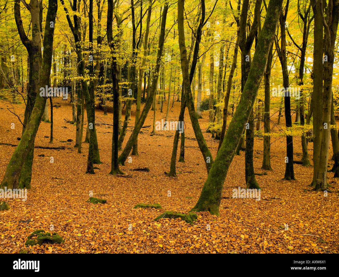 Eyeworth Wood Fritham New Forest Hampshire UK Stock Photo - Alamy