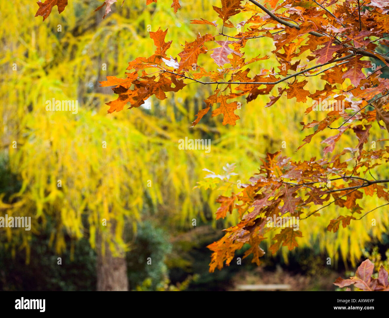 Red Oak and European Larch trees detail "Black Water Arboretum" New ...