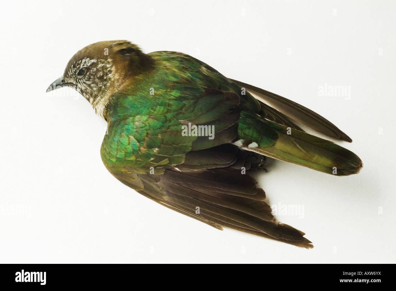 dead bronze wing cuckoo Stock Photo - Alamy