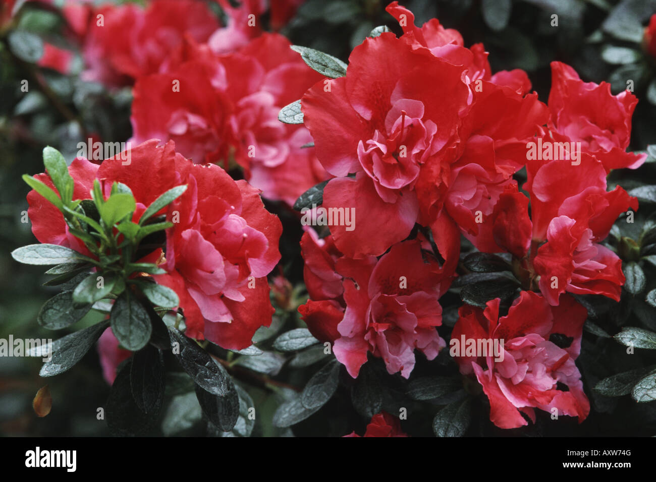 Azalea, Formosa Azalea, Sim's Azalea (Rhododendron simsii 'Bunte ...