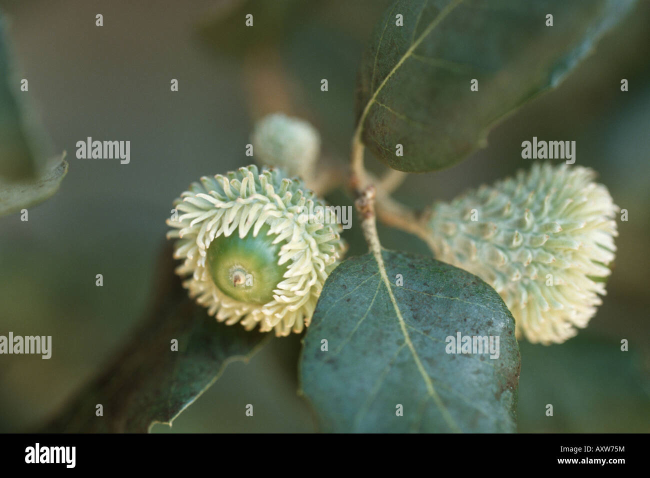 cork oak (Quercus suber), fruits on a twig Stock Photo - Alamy