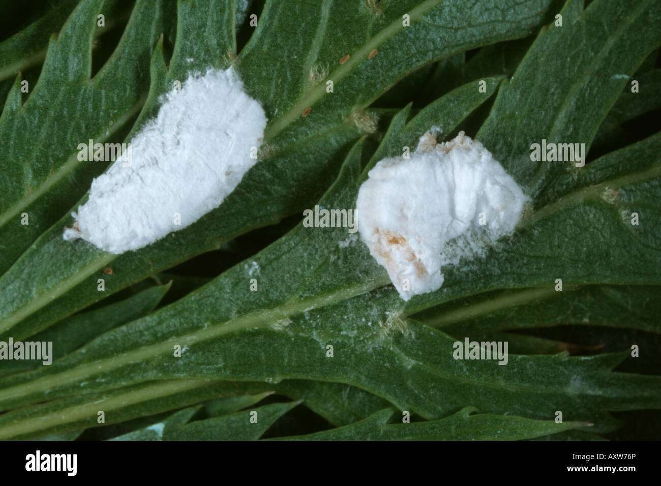 Apple mealybug (Phenacoccus aceris), eggs Stock Photo - Alamy
