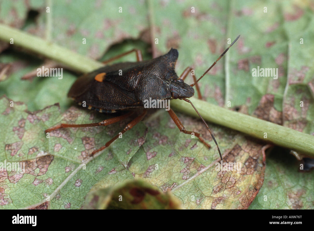 forest bug (Pentatoma rufipes), walking on a leaf Stock Photo - Alamy