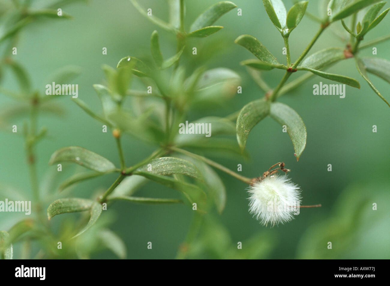 creosote bush (Larrea tridentata), medicinal plant for cancer therapy ...
