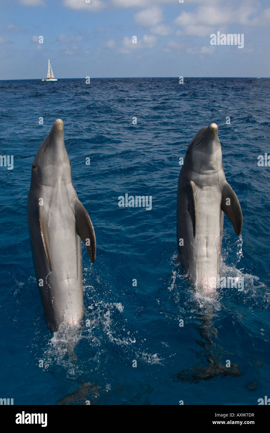 Entangled dolphin hi-res stock photography and images - Alamy