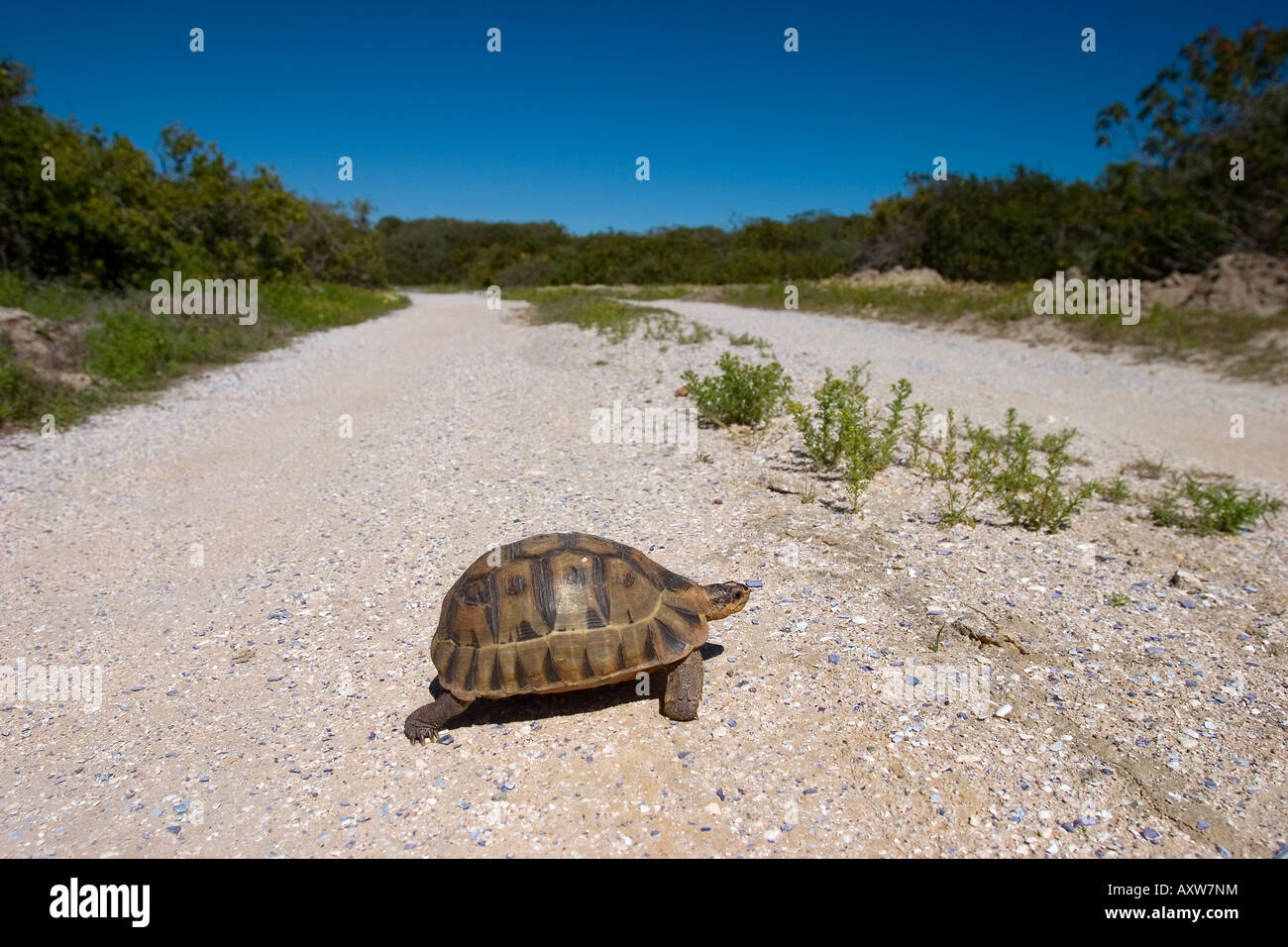 Geometric tortoise (Psammobates geometricus), west coast, South Africa ...
