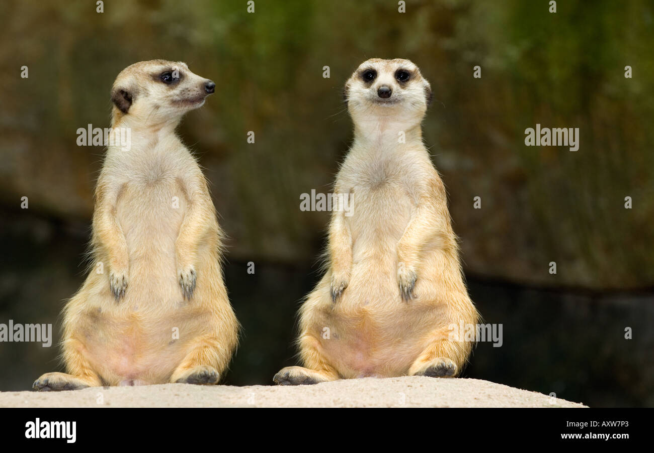 2 two fat Suricate suricatta MEERCAT MEERKAT against dark background ...