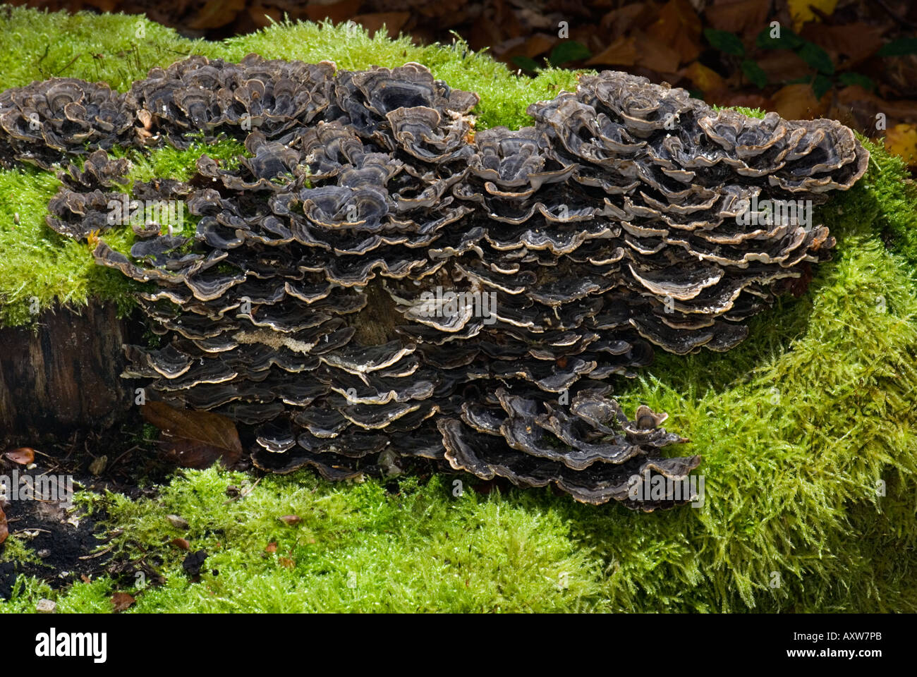 Mushrooms grow on dead trees hi-res stock photography and images - Alamy