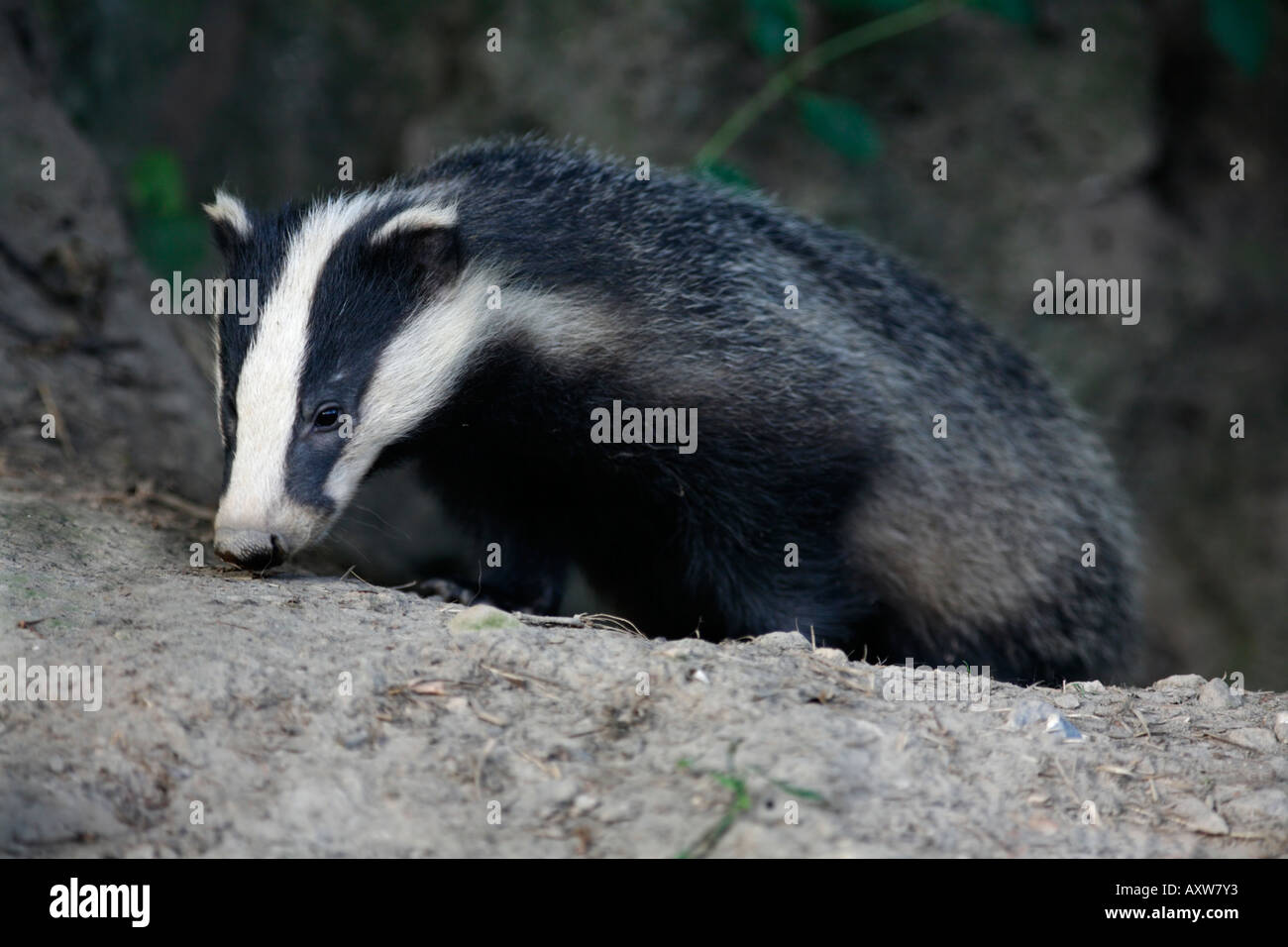 Badger sett hi-res stock photography and images - Alamy