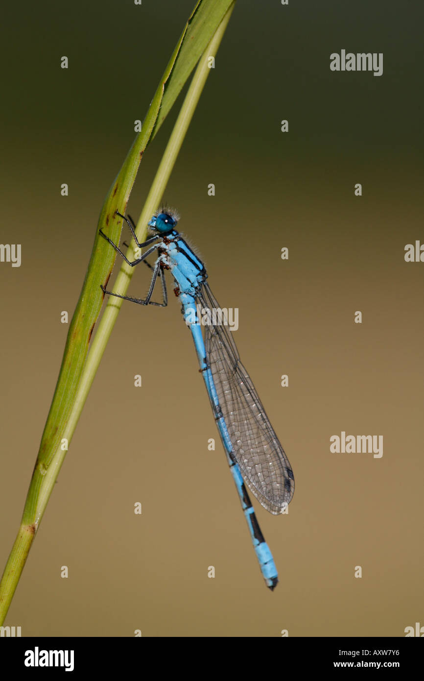 Common Blue Damselfly Stock Photo - Alamy