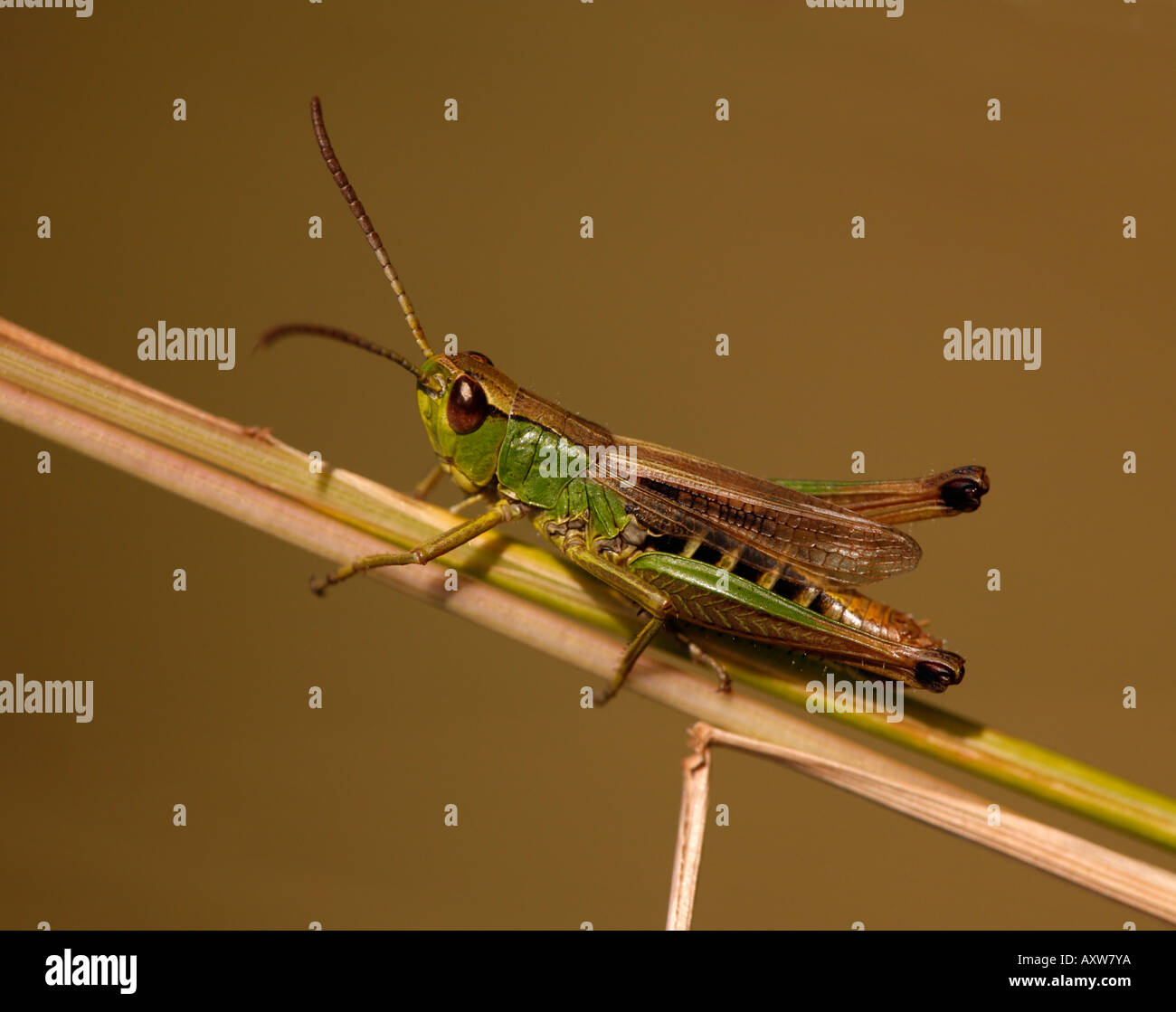 Chorpthippus hi-res stock photography and images - Alamy