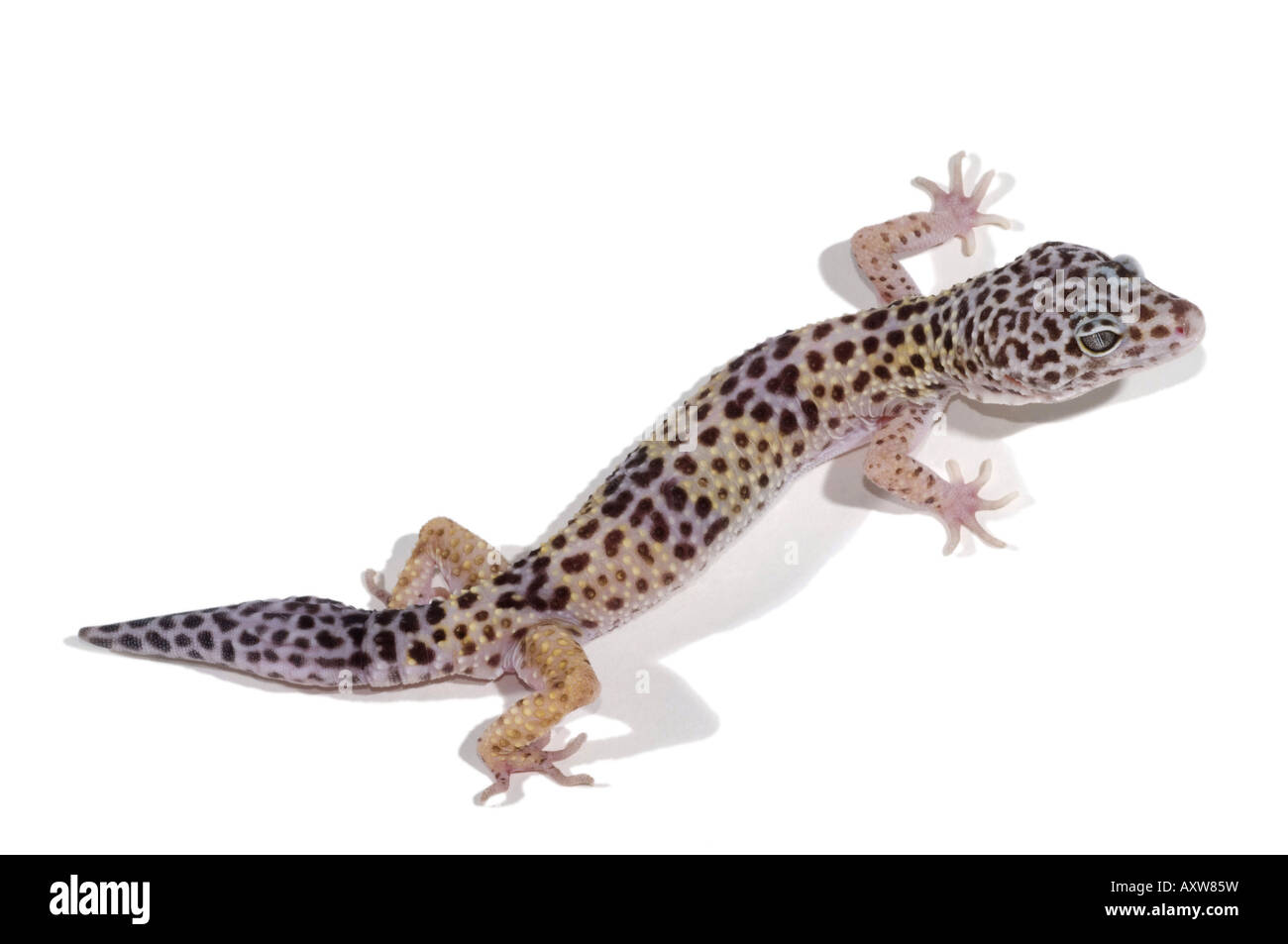 Leopard gecko (Eublepharis macularius), cut out Stock Photo - Alamy