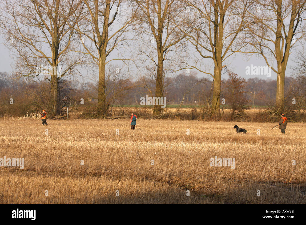 battue hunters in field landscape with hunting dog, Germany, Lower ...