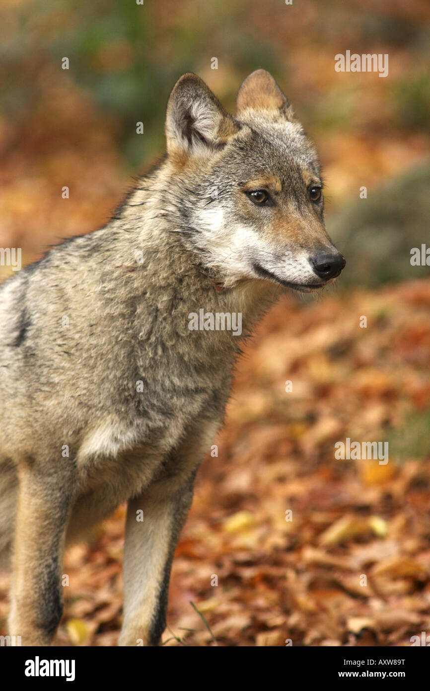 European gray wolf (Canis lupus lupus), young individual Stock Photo ...