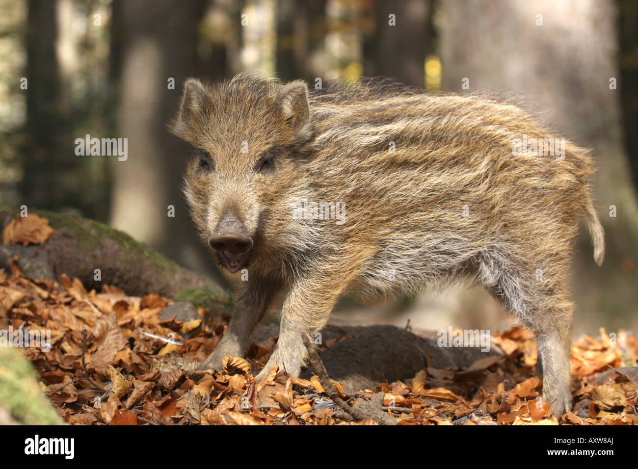 wild boar, pig, wild boar (Sus scrofa), shote, Germany, North Rhine ...
