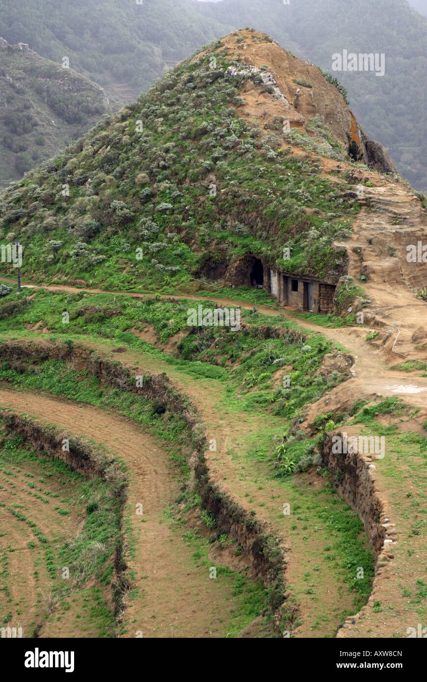 Terraces constructed in the mountaim range Anaga-mountain on the island ...